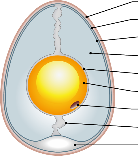 Labelling The Egg